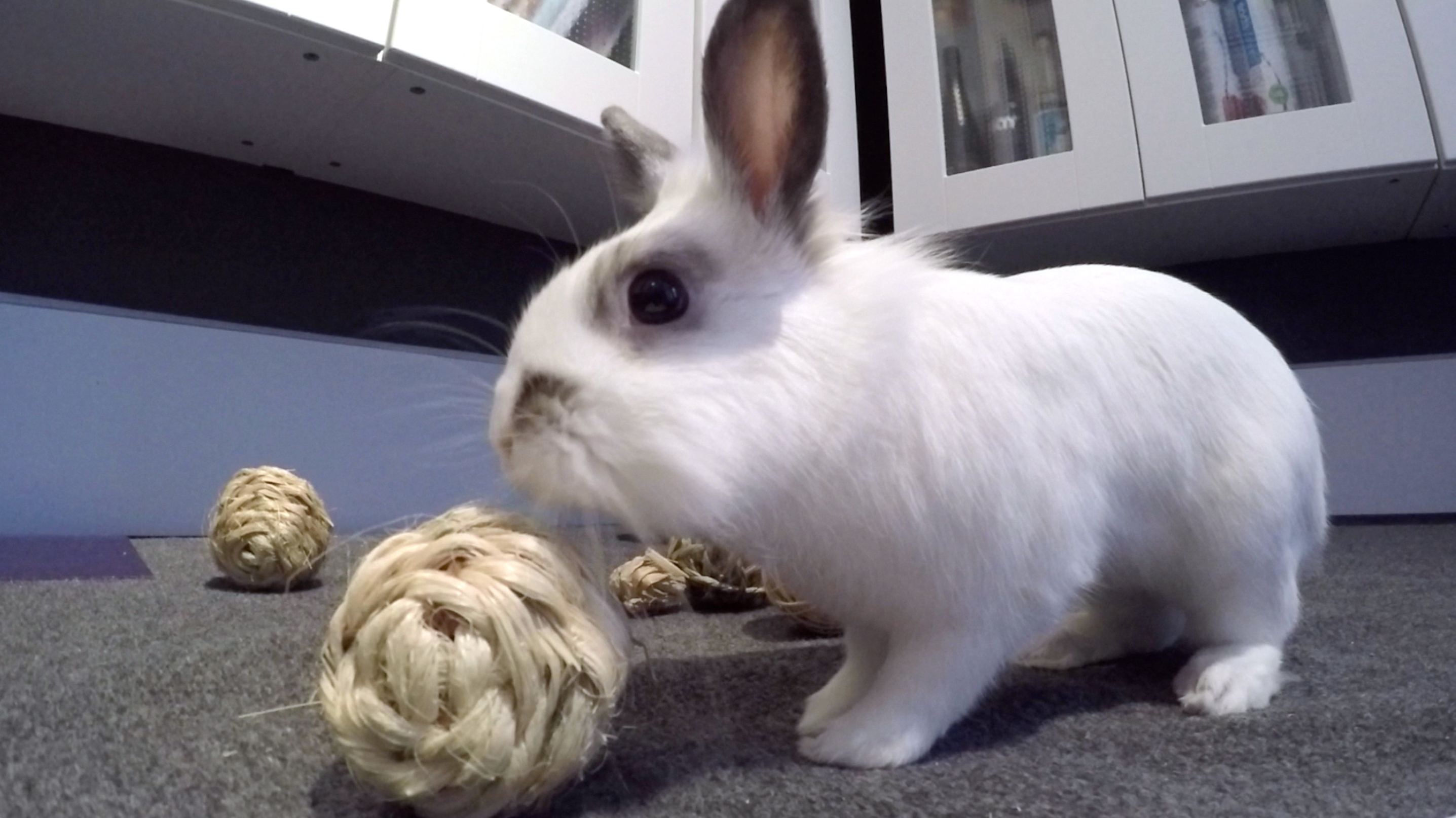 A bunstyle blog of rabbity goodness